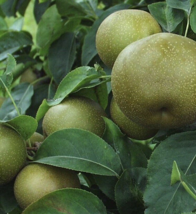 4-5 ft tall Korean Giant Asian Pear Tree, grafted plant, bare root, No ...