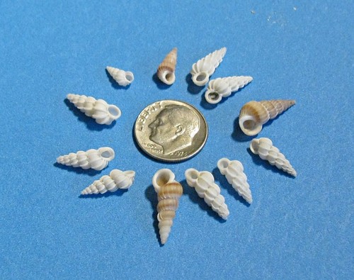 LOOK 12 WENTLETRAP SEA SHELLS TWO TYPES COLLECTIBLE HARD TO FIND LOOK ...