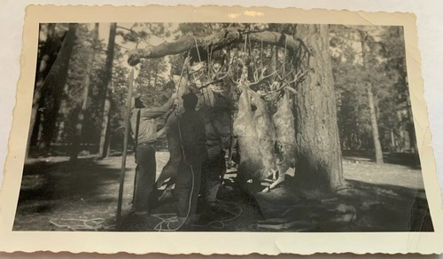 Antique Big Game Hunting Original 1940's Photo -Hanging Deer | eBay