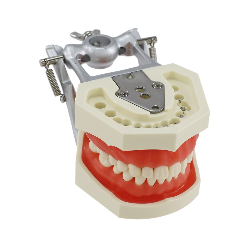 Dental Typodont Model 28 Teeth Kilgore NISSIN 500 Style Mounting Pole ...