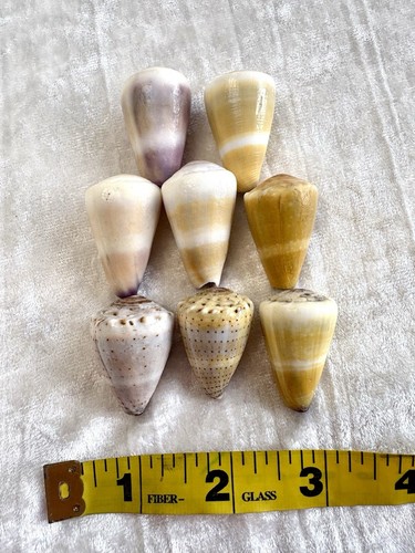 Lot Large 8 Cone Shells Beach Tumbled West Maui – Natural Hawaii | eBay