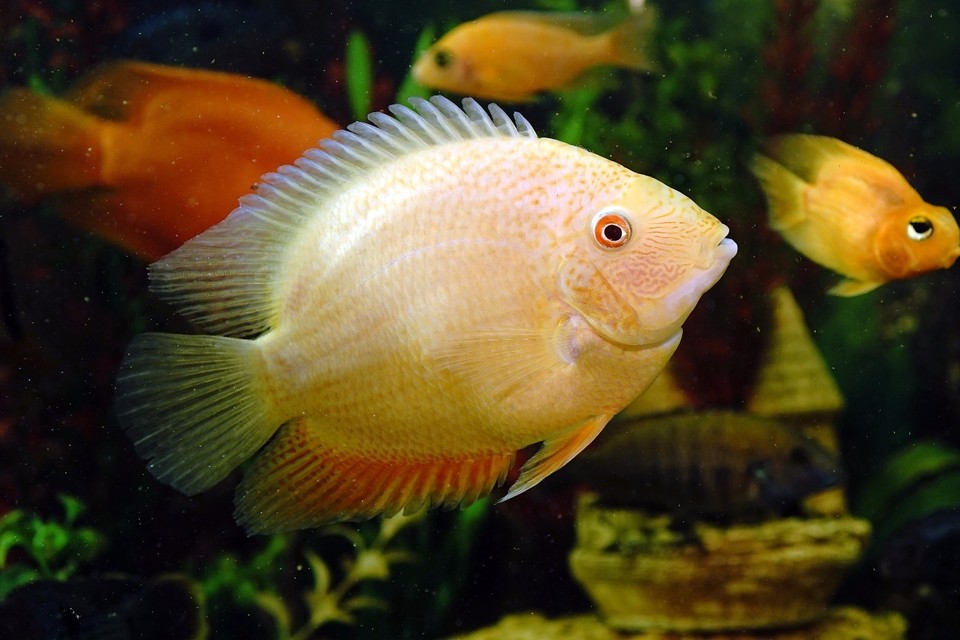 GOURMET FLOATING & SINKING LARGE MIX,Cichlids,Carnivore,Spirulina,Krill ...