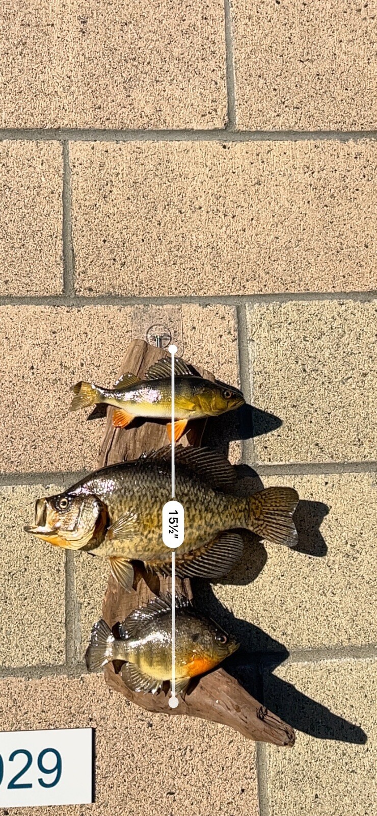 Beautiful Sunfish Crappie Perch Fish Taxidermy Wall Mount Art Wildlife ...