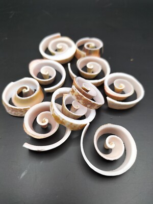10 x sliced strombus swirl Sea shell. Beach home coastal decor. Craft ...