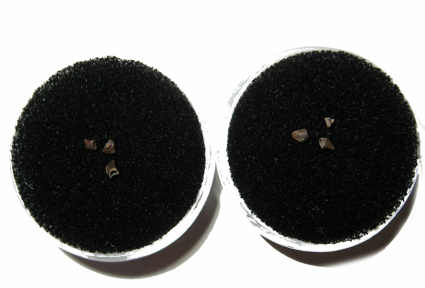 Permian Archeria Anthracosaur fossil amphibian tooth from Oklahoma 3 ...