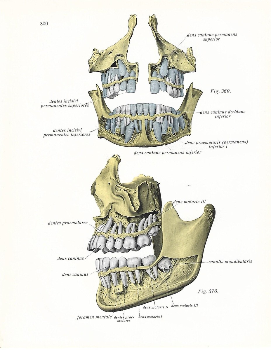 Anatomia Dei Denti D'epoca