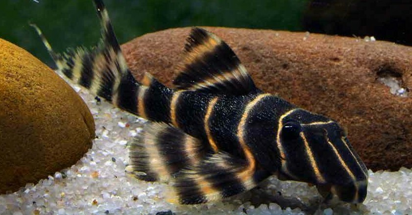 Flash Pleco