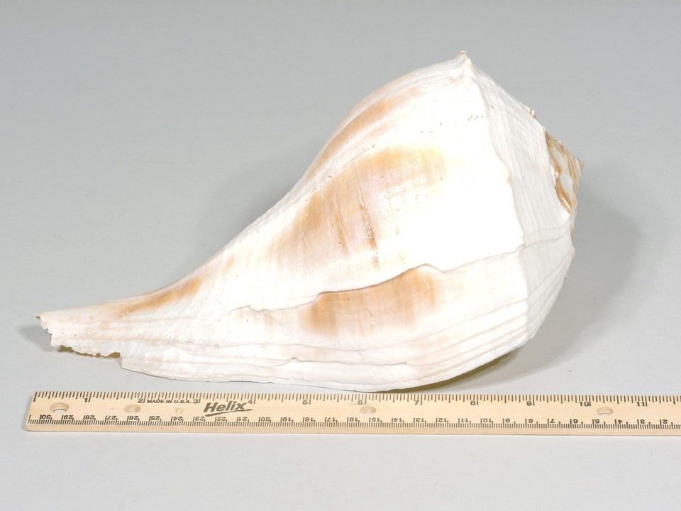Large 11" Unbleached Lightning Whelk Conch Shell / Seashell | eBay