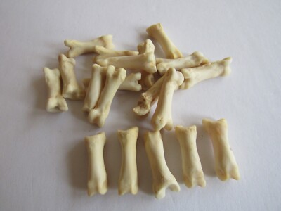 5 Red Fox Toe Bone Metatarsals Bones Craft/Jewelry Supplies Bone Animal ...