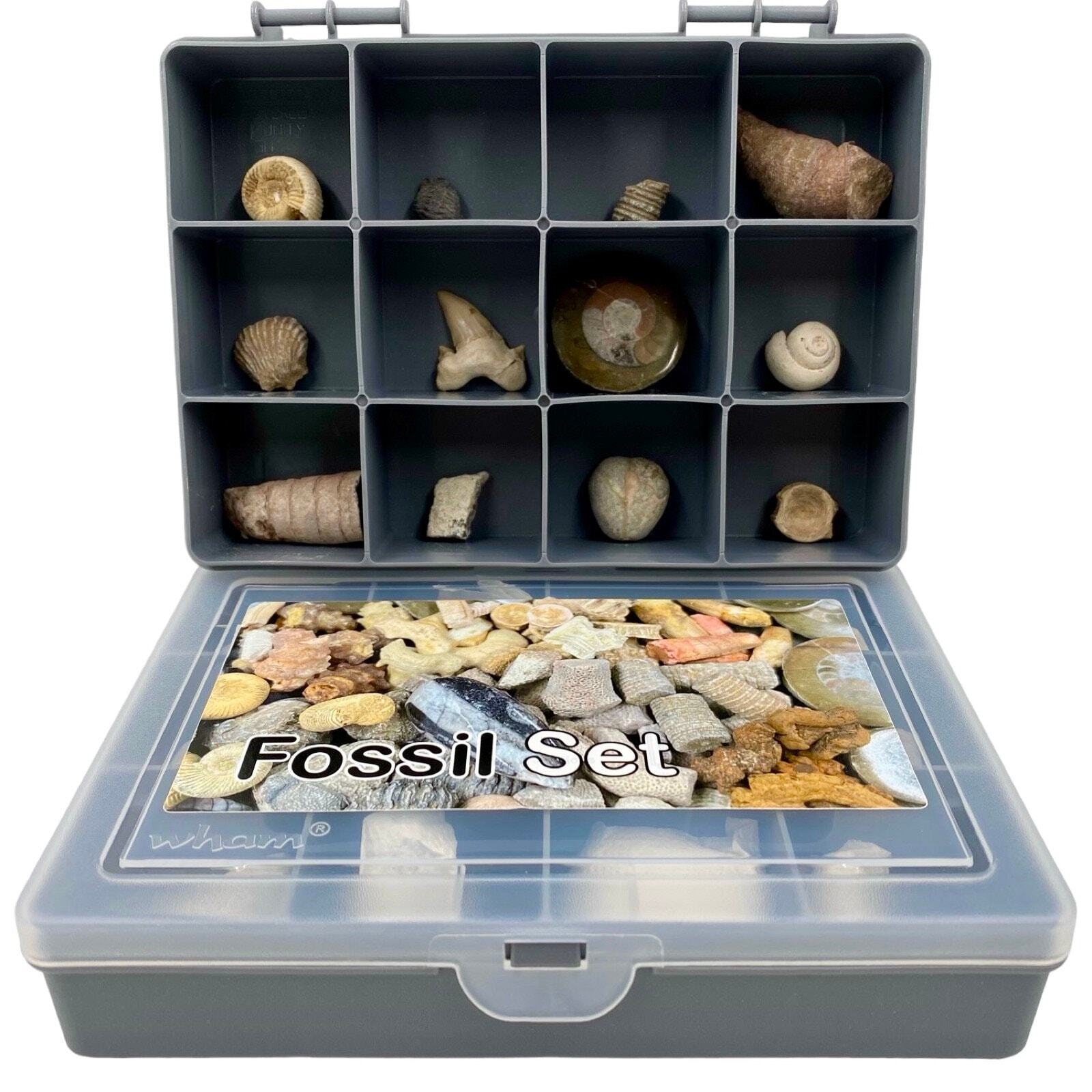 Fossil set of 12 genuine fossils gift for beginners and collectors | eBay