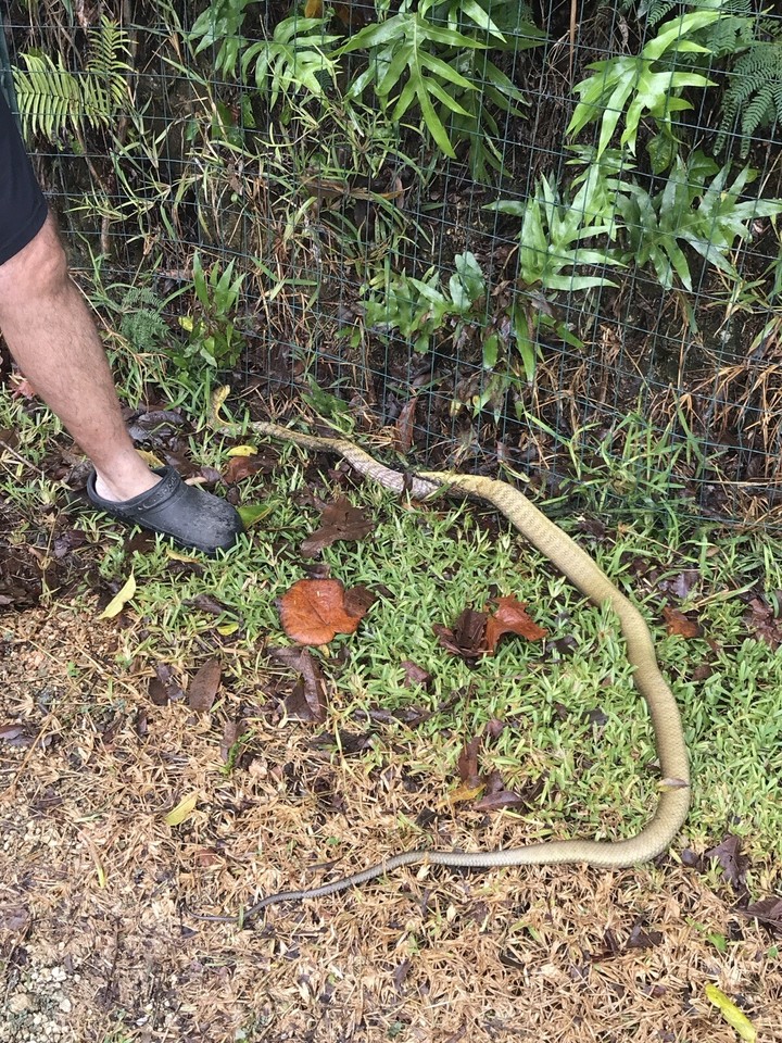 Eve'S Revenge Snake Snares Animal Barriers 100' Snake Trap + Fence ...