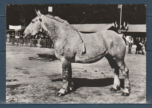 CPSM vers 1960 faune animaux cheval chevaux jument percheron | eBay