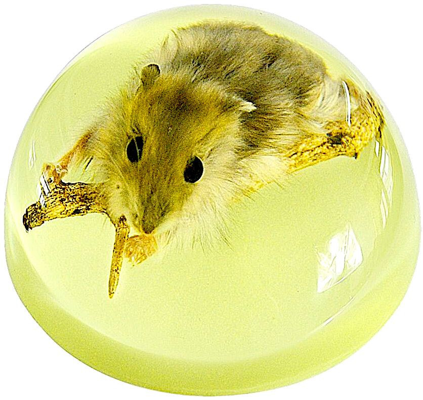 Yellow Dwarf Hamster