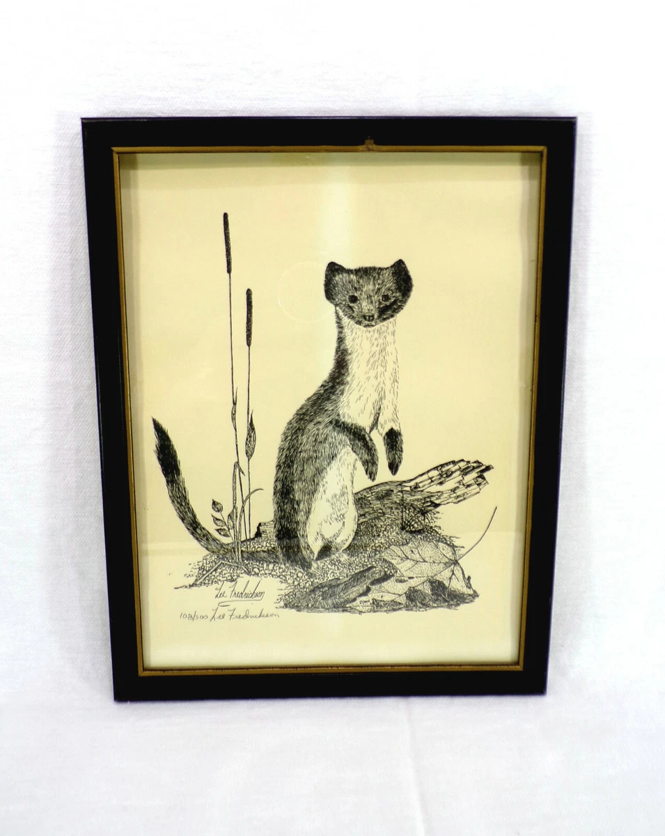 Long Tailed Weasel Drawing