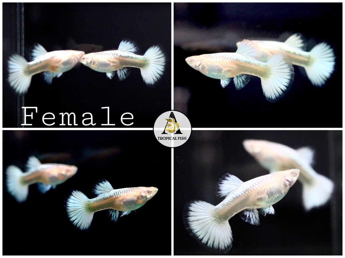 White Guppy Fish