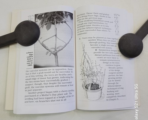 HOW TO GROW A CHAIR: THE ART OF TREE TRUNK TOPIARY- Richard Reames-VG ...