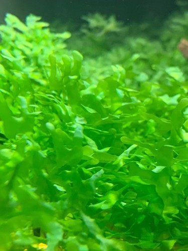 Live Aquarium Plants - Round Pellia Moss (Monoselenium Tenerum) 20oz ...