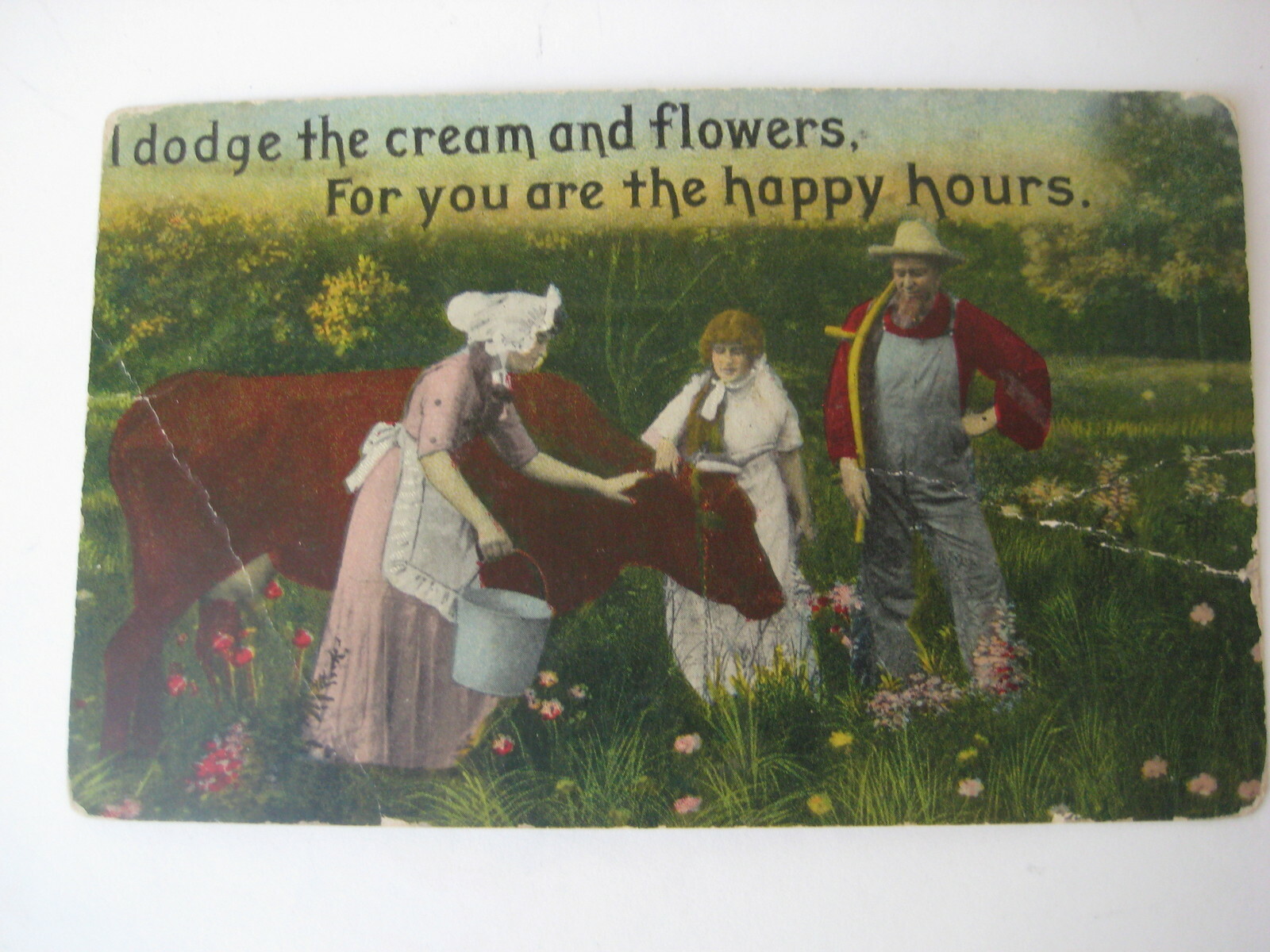 1914 Wellsboro PA vtg POSTCARD farm cow bull williamsport E Ferry St ...