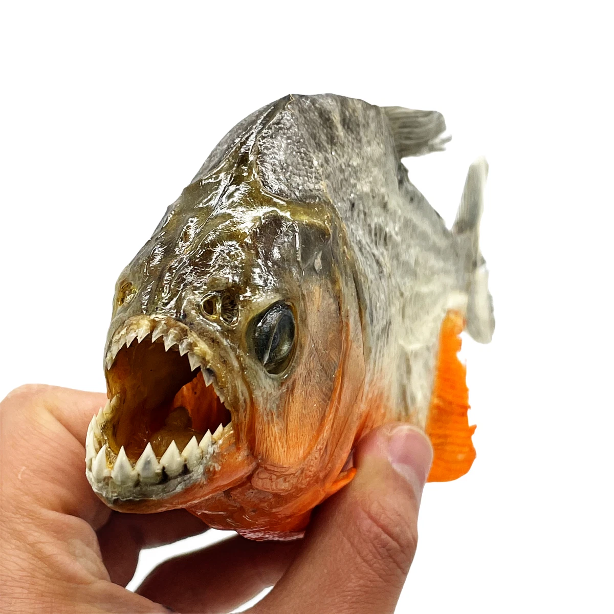 Real Piranha Attacks
