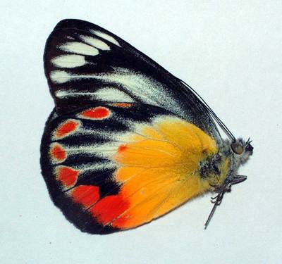 DELIAS PERIBOEA FLORENSIS - unmounted butterfly | eBay