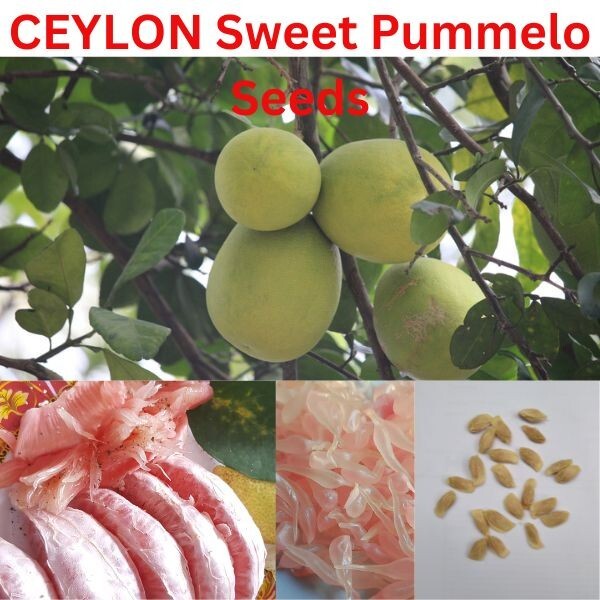 20 Pomelo tree seeds, Giant Grapefruit CEYLON Big Sweet Pummelo, Citrus ...