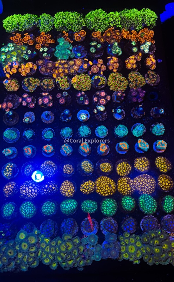 7x Coral Frag Pack Zoanthid Zoas GSP Frag LPS SPS | eBay