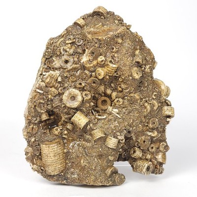 Crinoid Fossil Plate Specimen Stem Sections Cluster Encrinite Stone 2 ...