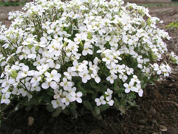 WALL ROCK CRESS SNOW PEAK 1000 SEEDS - Arabis alpina c - WINTERGREEN ...