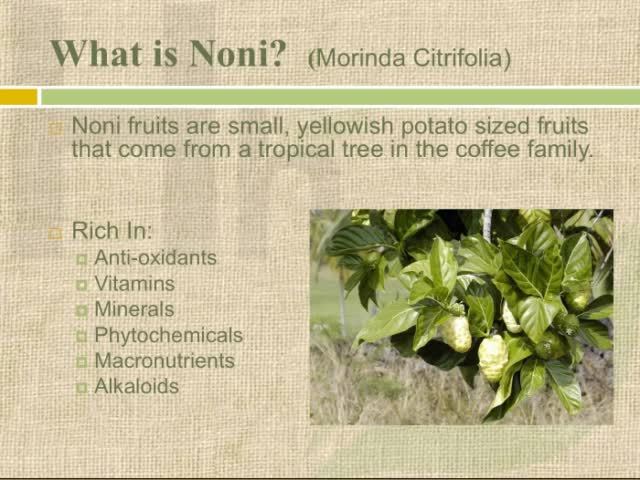 weight loss energy pills - NONI EXTRACT 500MG 2B - noni leaf extract ...