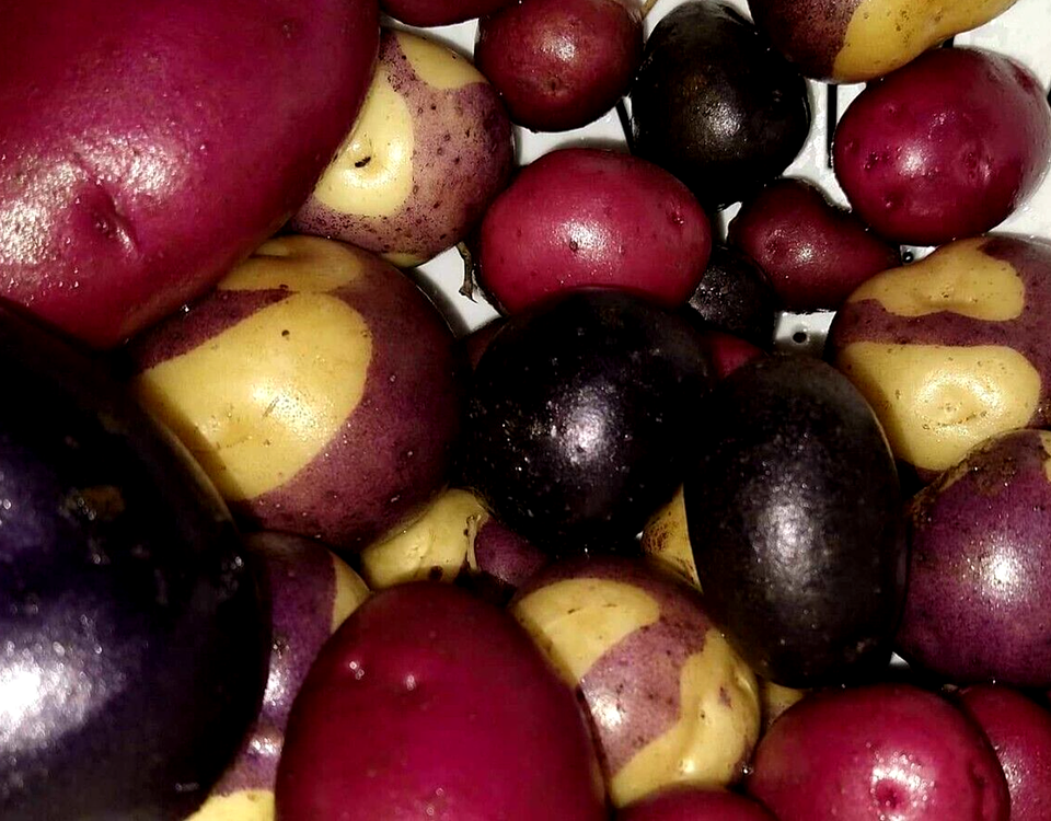 Potato Seeds 1 lb. Tubers Mix Purple Red Yukon Russet Organic Seed ...