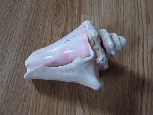 conch shell from the Bahamas with pink shell. 5.5” long x 3”tall x 3.5 ...