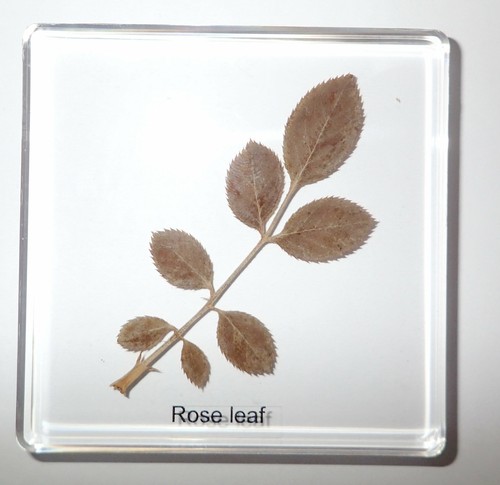 5 Plant Leaf Specimen Box Set A in Clear Square Block Education Kit ...