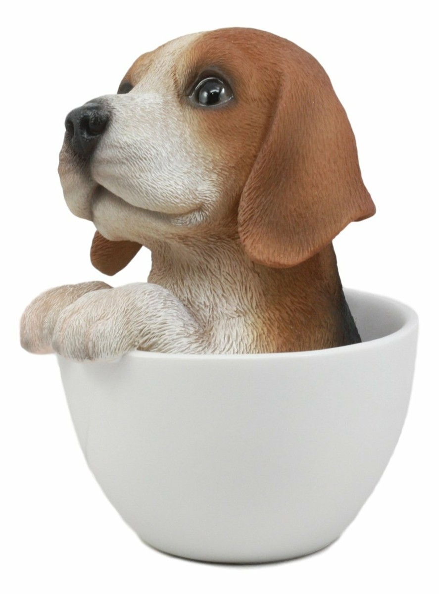 Teacup Beagle Puppies