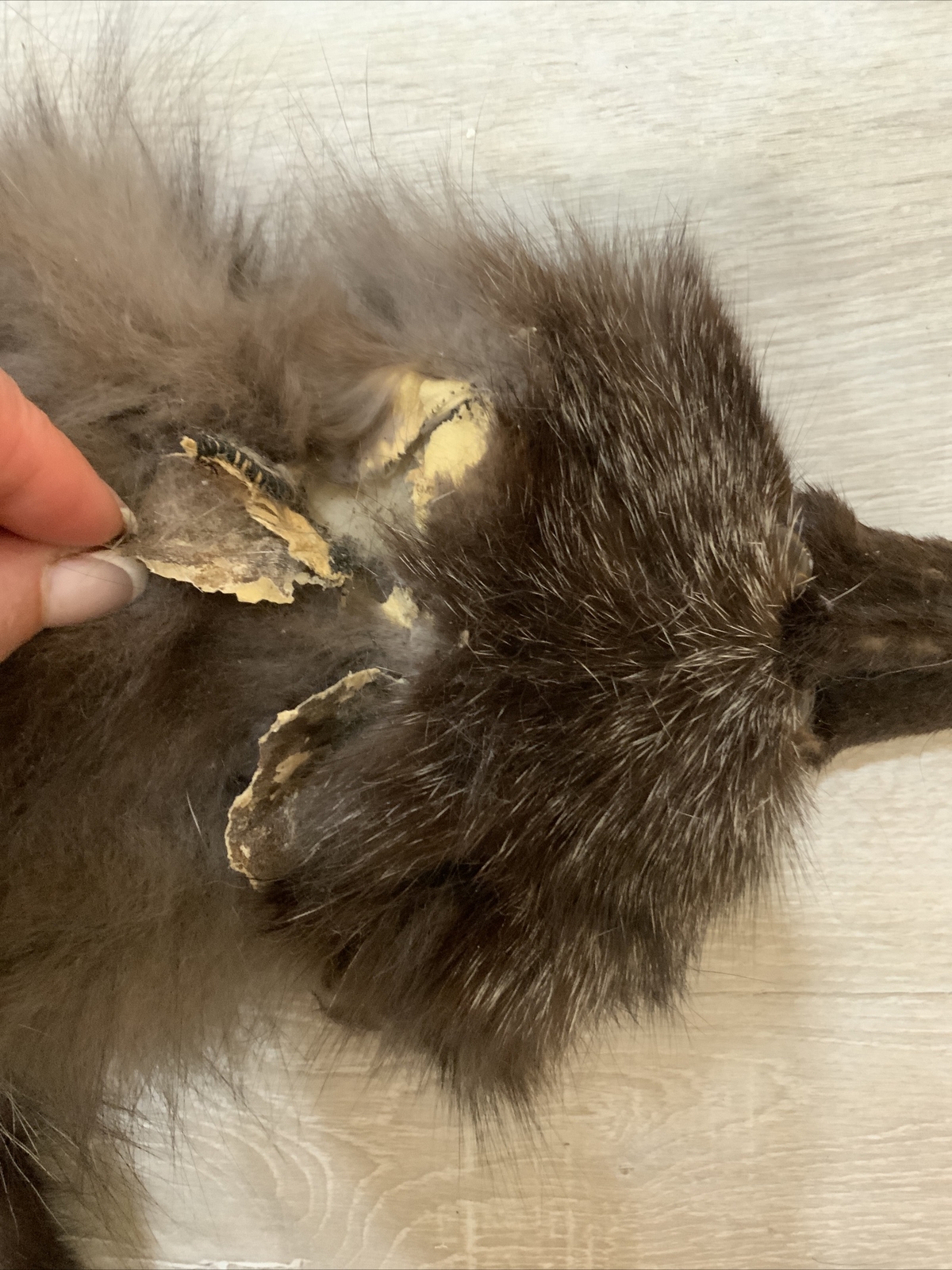 Silver Fox Soft Mount Pelt Skin 44x7 | eBay