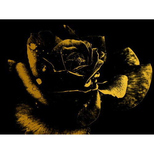 Gold Effect Yellow Black Rose Close Up Flora Canvas Wall Art Print ...