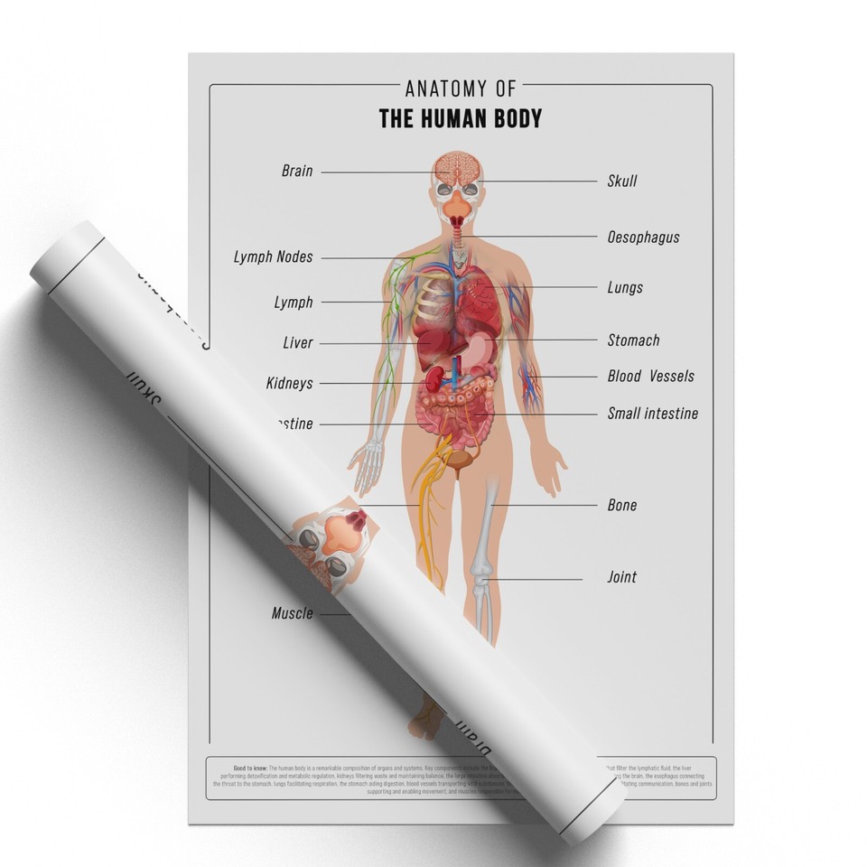 HUMAN ANATOMY EDUCATIONAL POSTER HUMAN BODY ANATOMY STUDENT MEDICAL A5 ...