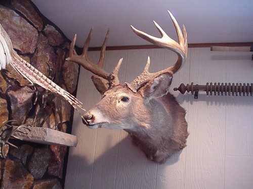 White Tail Deer Head Shoulder Mount 10 point Buck NICE NICE | eBay