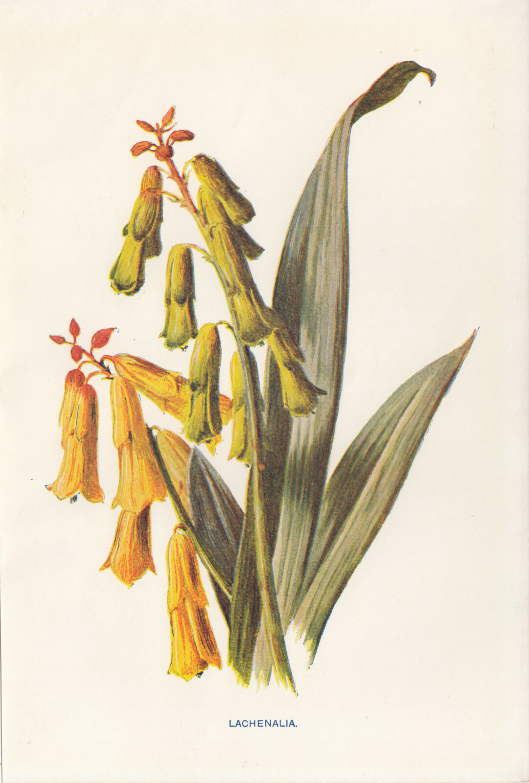 LACHENALIA FLOWER FLOWERS FLORAL ANTIQUE BOTANICAL PRINT by HULME | eBay