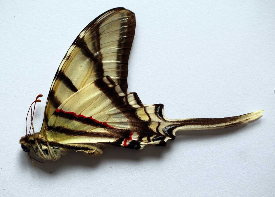 EURYTIDES (PROTESILAUS) TELESILAUS TELESILAUS - unmounted BUTTERFLY | eBay