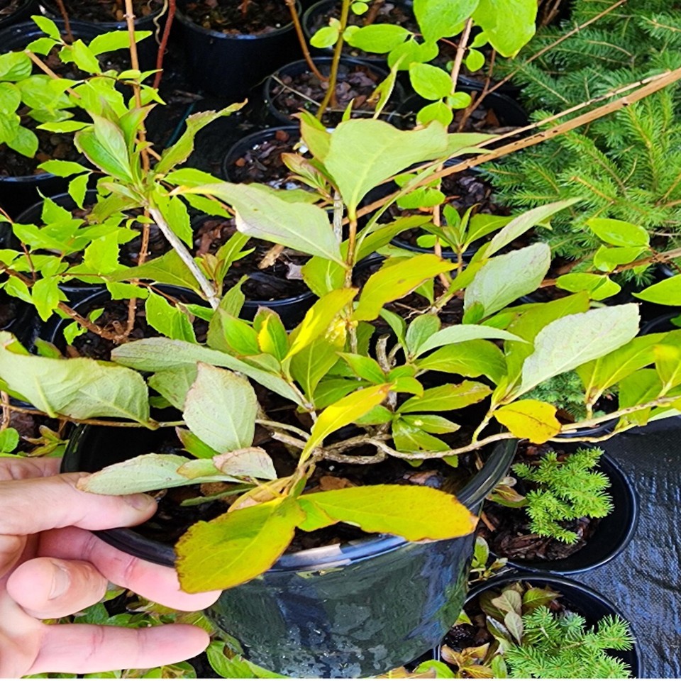 Weigela florida 'Java Red' Pink Flowering Shrub - Live Plant | eBay