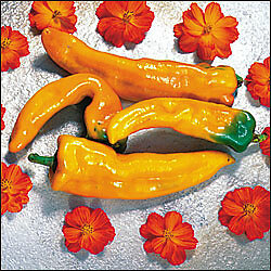 Pepper Golden Treasure 250 seeds | eBay