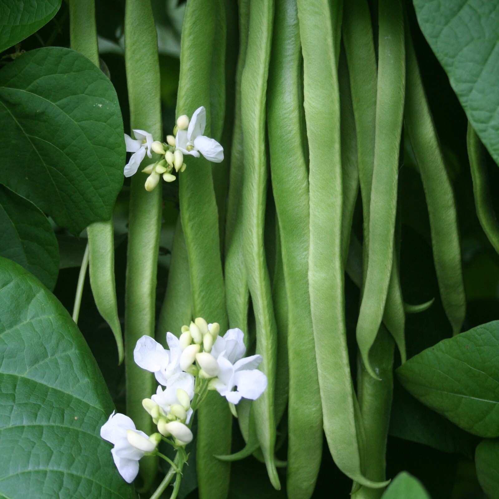 White Lady Runner Bean Seeds - Free Postage | eBay