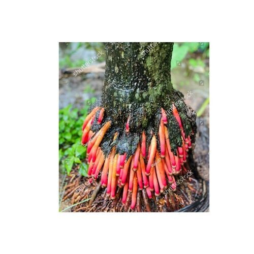 Areca catechu Roots NEW HERBLE PUWAK 100% organic 75g Sri lanka | eBay