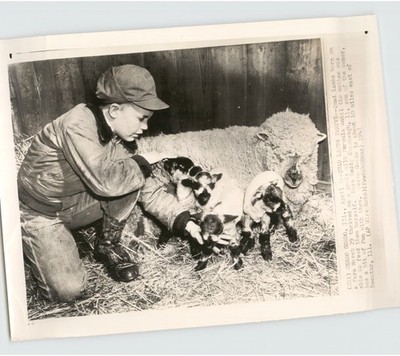 11 Year Old Teddy Shambaugh & QUADRUPLET LAMBS Decatur ILLINOIS 1948 ...