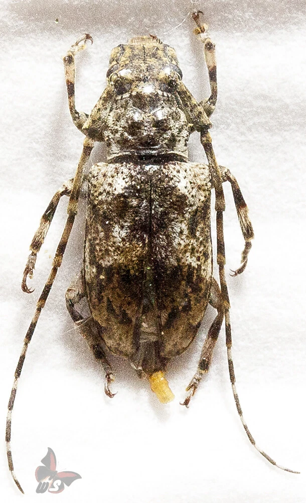 Cerambycidae Identification