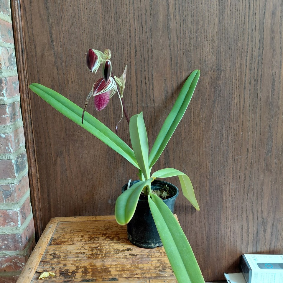 Paph Lady Isabel-Roth 'T.L. x P.T.x Stonei'#1 x 2008' - 5"pot | eBay