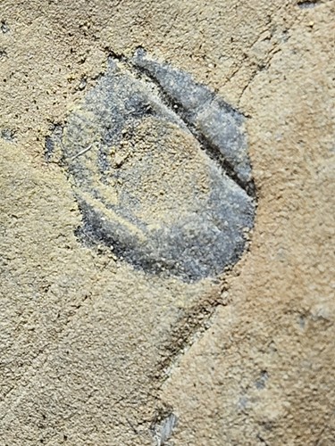 Archeocyathus arborensis Okulitch, 1954, Poleta, L. Cambrian, Gold ...