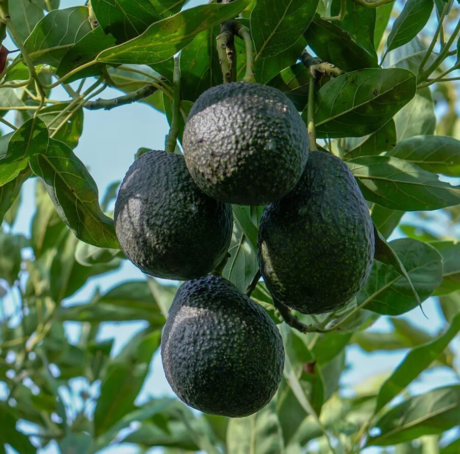 Avocado Hass Tree Live Plant Seedling in 4 Inc Pot - 1 Year Old Well ...