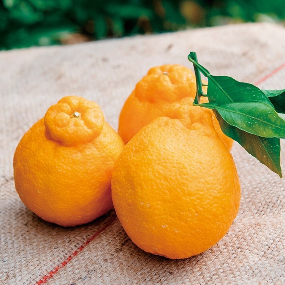 Shiranui Sumo Mandarin Grafted Plant Orange Fruit Tree Tall 24 inchs | eBay