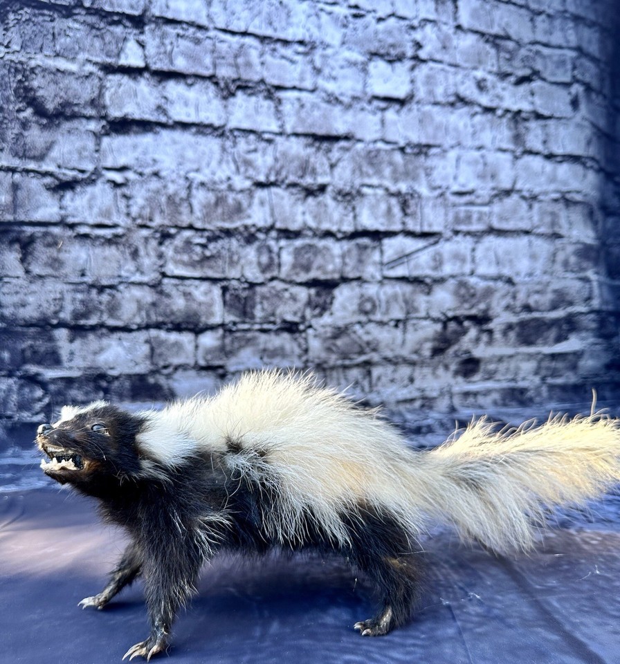 Taxidermy Furry Baby Skunk Mount Real Cabin Decor Squirrel Stuffed ...